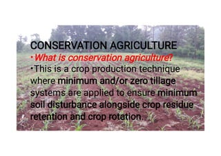 Training manual for maize production under conservation agriculture | PPT