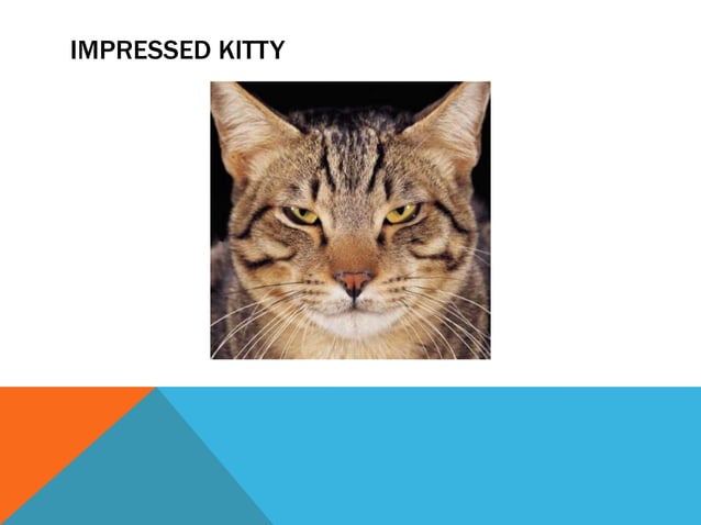 Cats | PPT