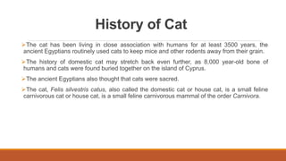 Cats | PPT
