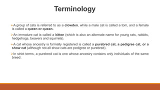 Cats | PPT