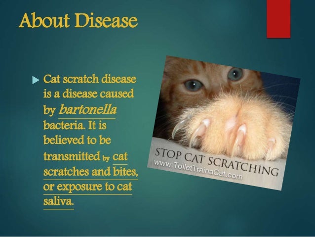 Cat scratch disease