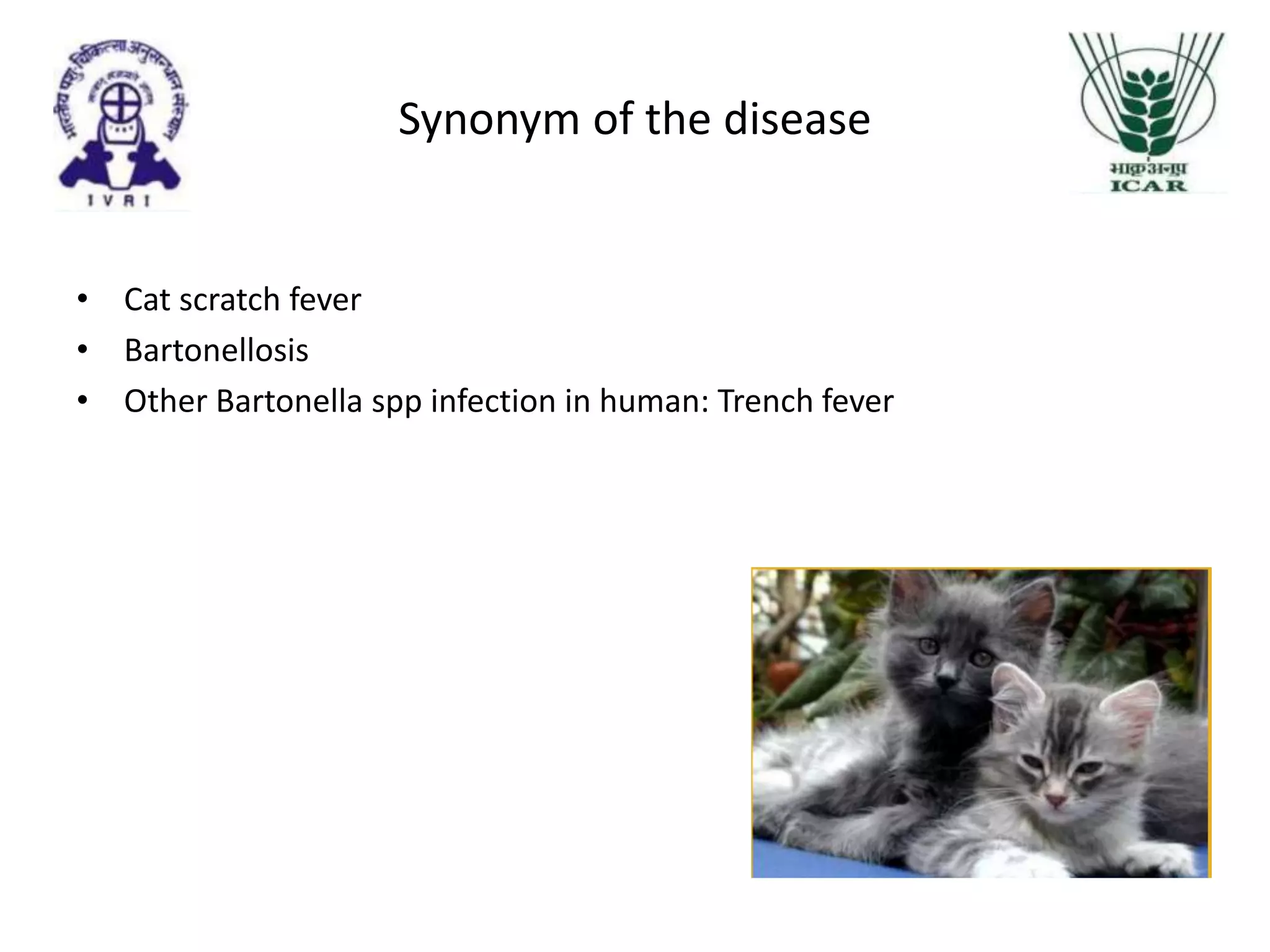 Cat scratch disease | PPTX