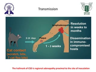 Cat scratch disease | PPTX