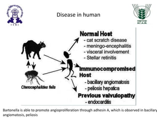 Cat scratch disease | PPTX