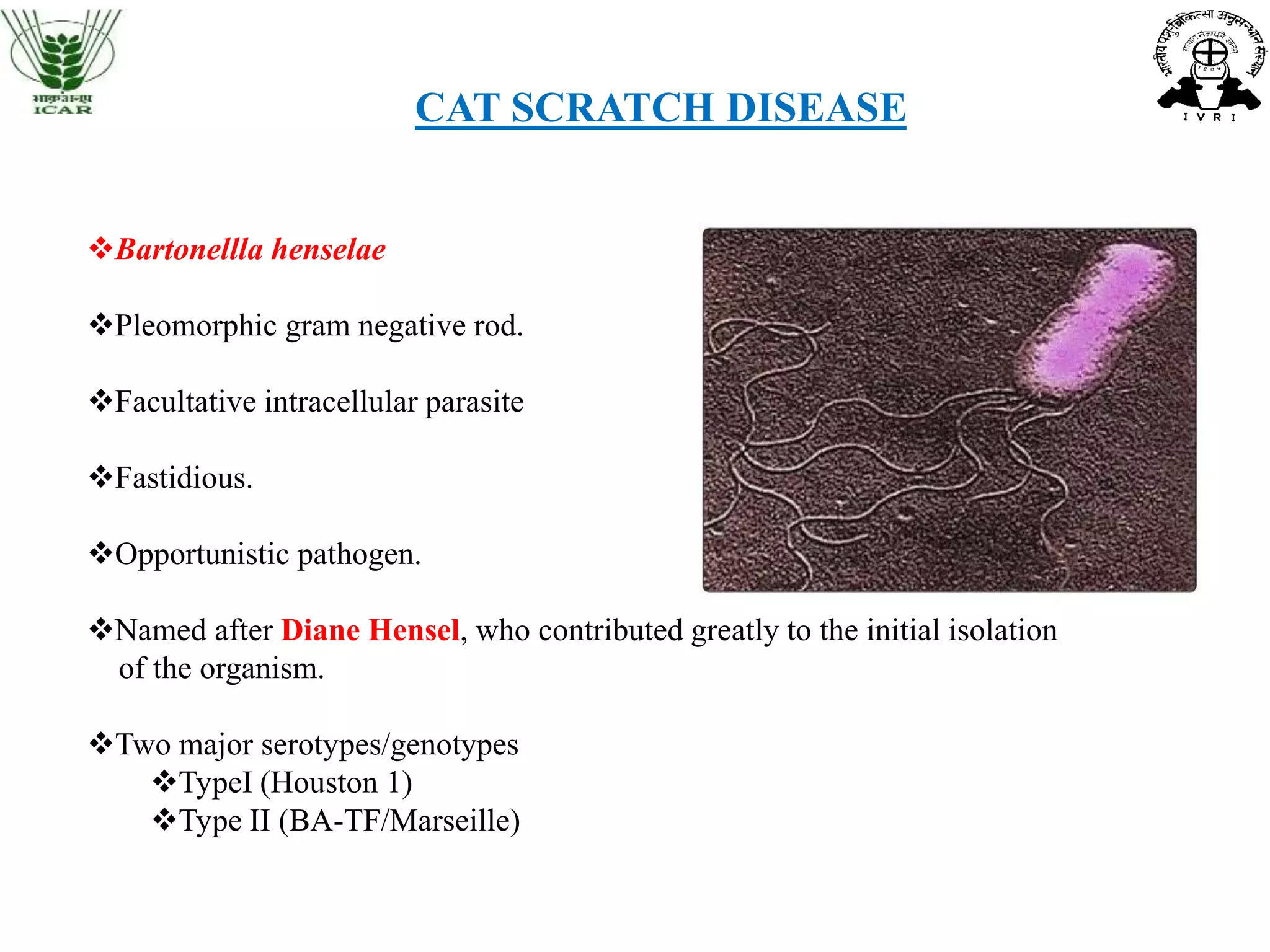 cat scratch disease..pptx