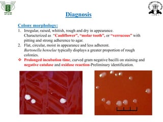 cat scratch disease..pptx