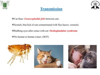 cat scratch disease..pptx