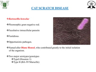 Cat Scratch Disease Bacteria