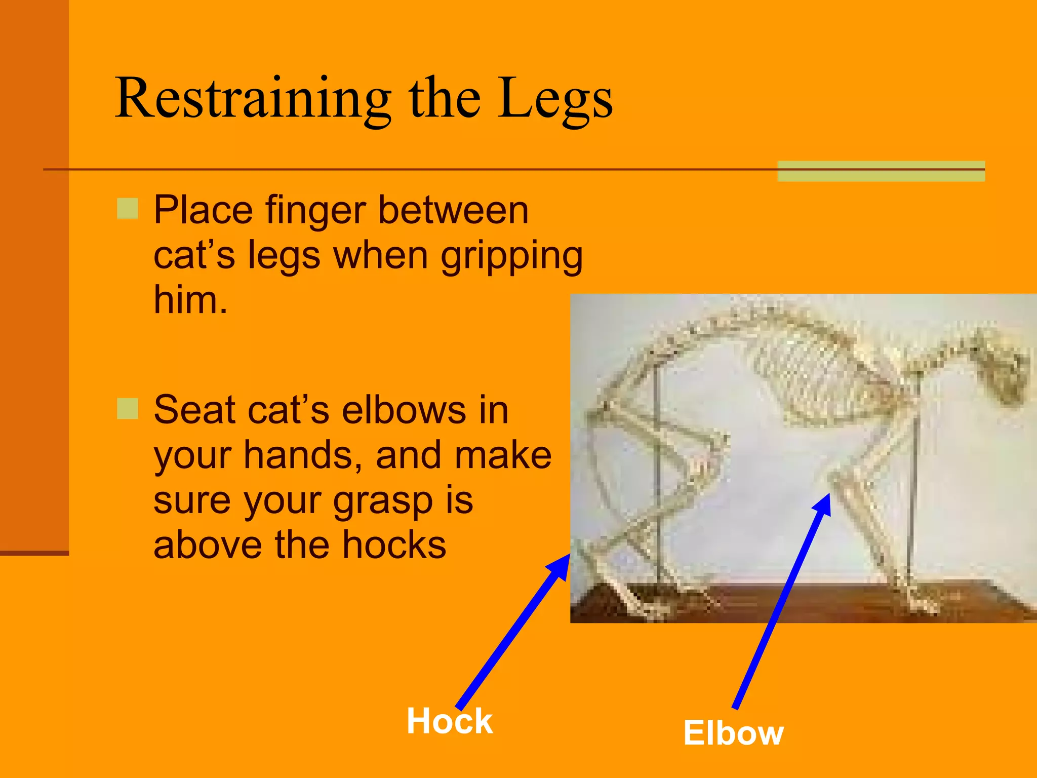Cats I Behavior And Restraint Of Cats | PPT