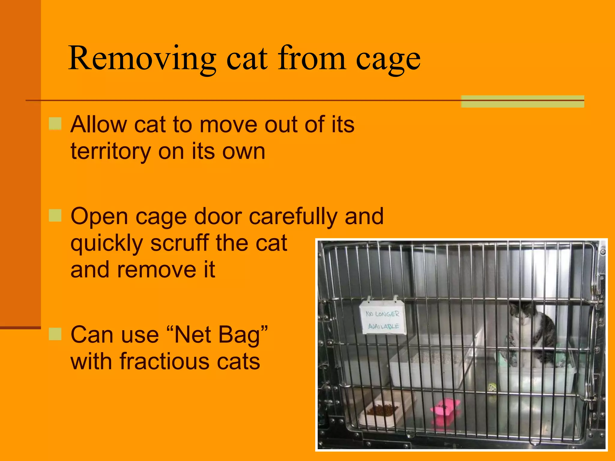 Cats I Behavior And Restraint Of Cats | PPT