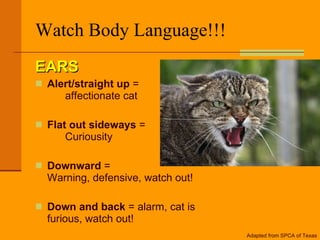 Cats I Behavior And Restraint Of Cats | PPT