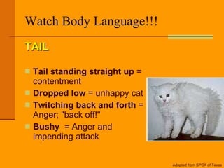 Cats I Behavior And Restraint Of Cats | PPT