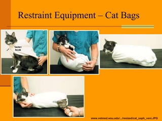 Cats I Behavior And Restraint Of Cats | PPT