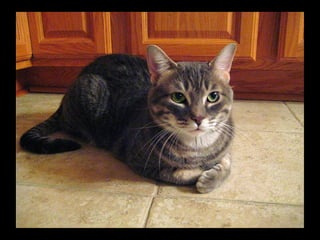 Cat slideshow | PDF