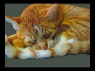Cat slideshow | PDF