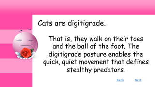 Cats' Fascinating Behaviors | PPT