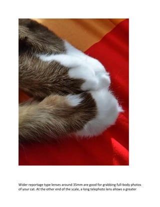 Cats photography | PDF