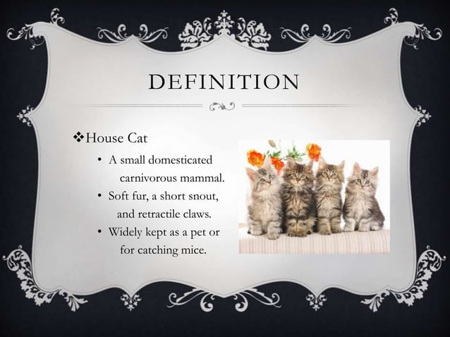 Cats Powerpoint | PPTX