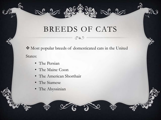 Cats Powerpoint | PPTX