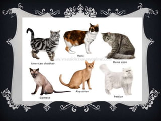 Cats Powerpoint | PPTX