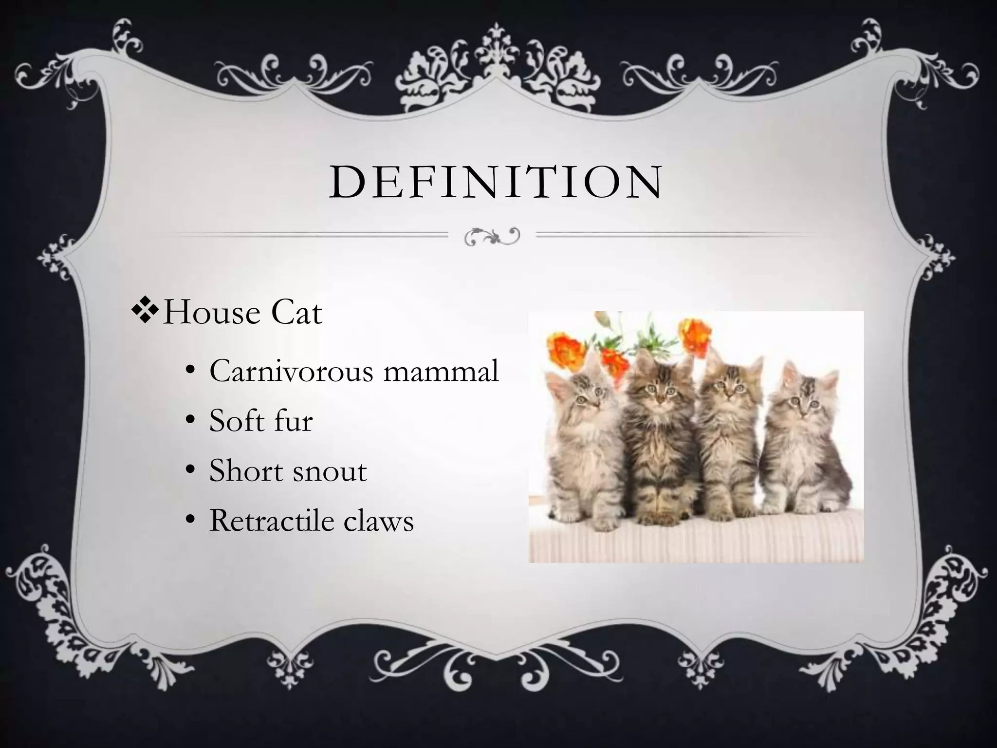 Cats Powerpoint | PPTX