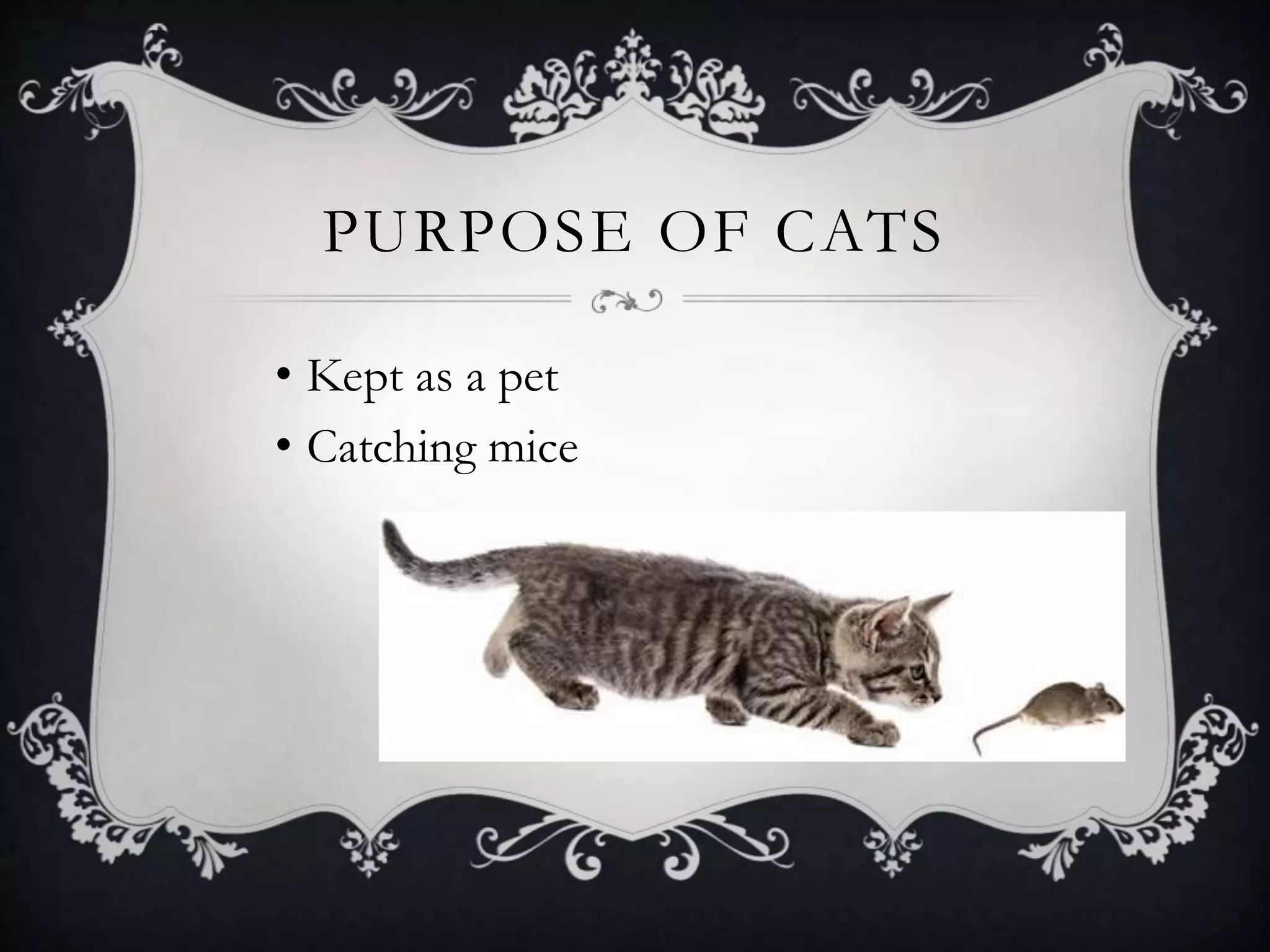 Cats Powerpoint | PPTX