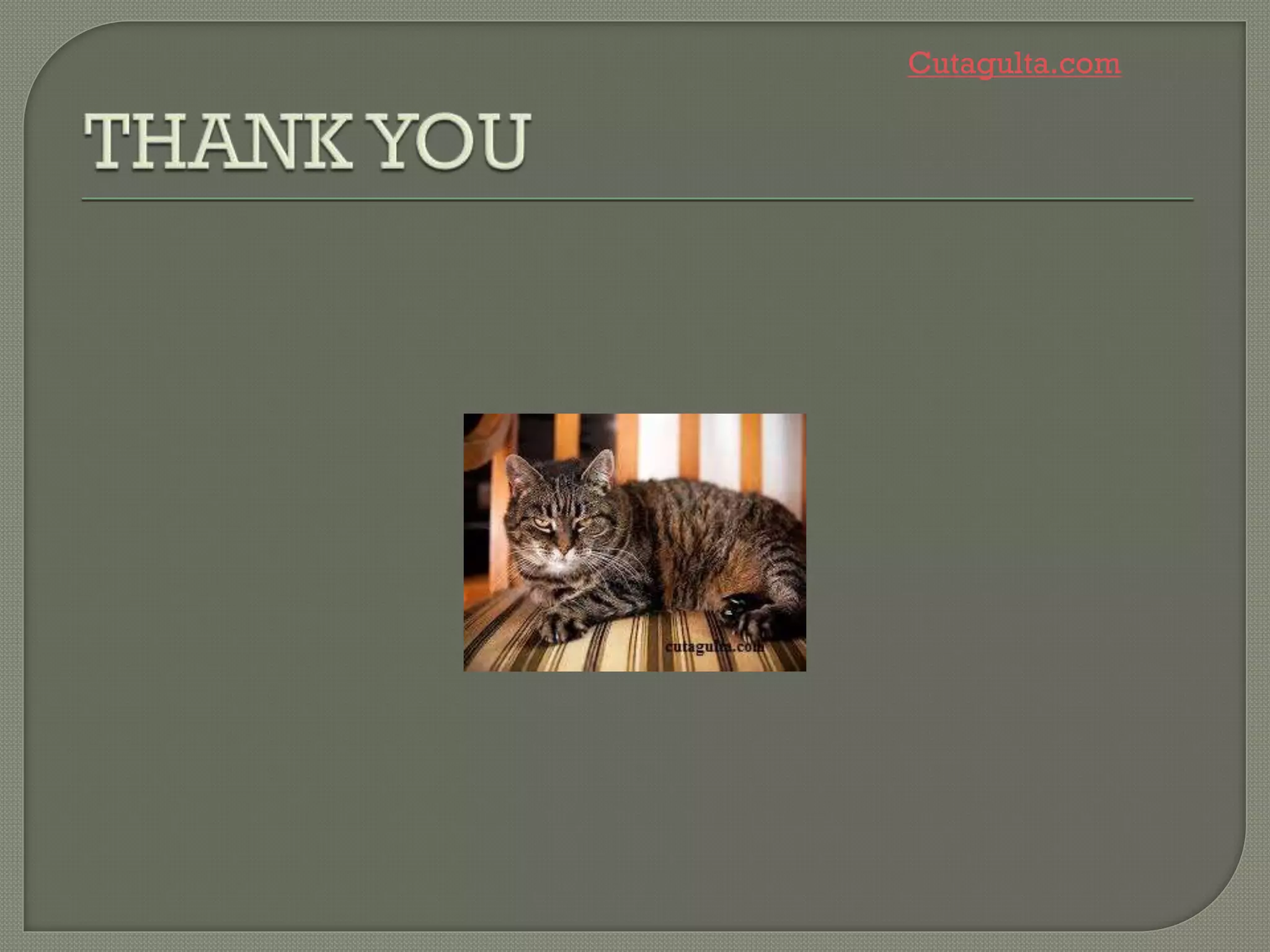 Cats ppt | PPTX