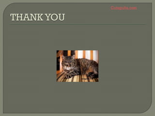 Cats ppt | PPTX