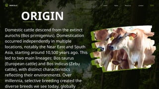 Cattle (Bos Taurus) Cattle, scientifically known as Bos taurus, are ...