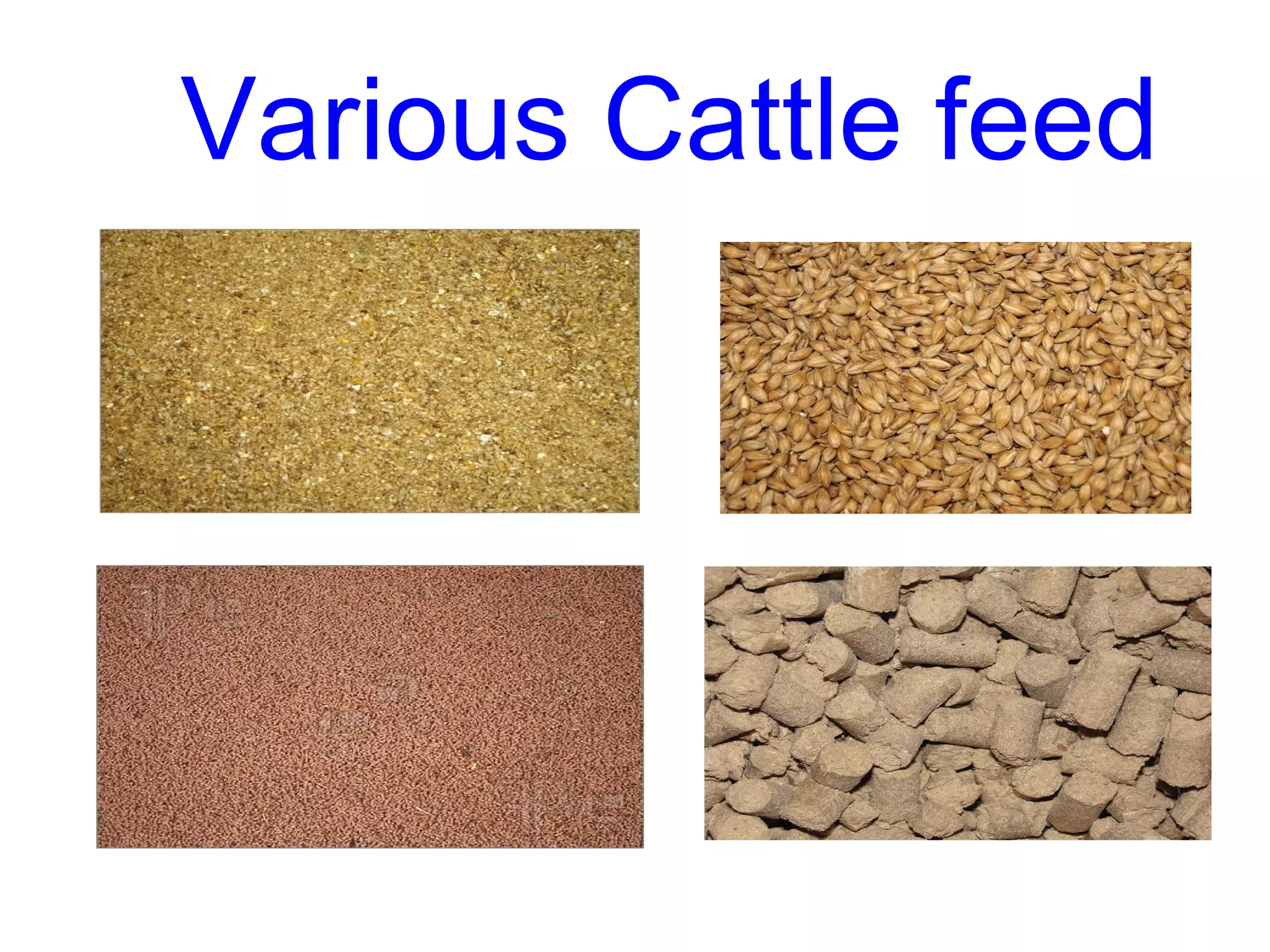 Cattle Feed | PPT