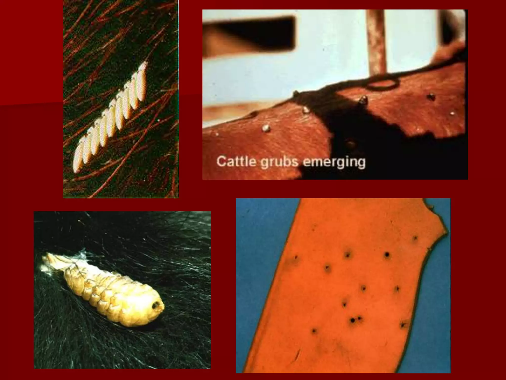 Cattle-Parasites.ppt