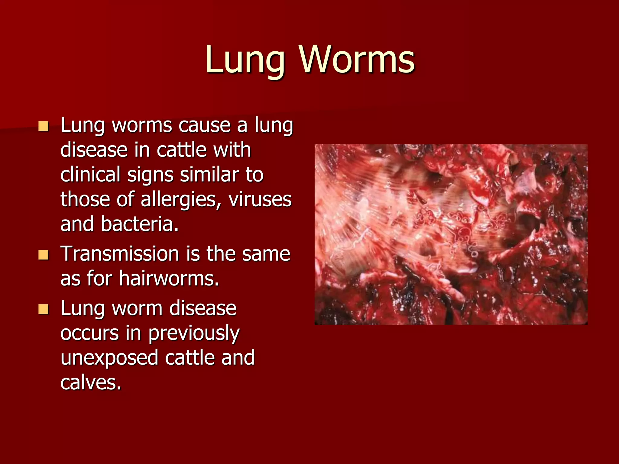 Cattle-Parasites.ppt