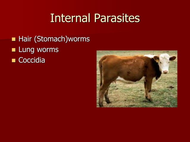 Cattle-Parasites.ppt