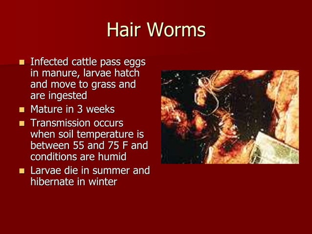Cattle-Parasites.ppt