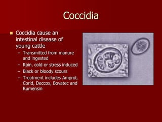 Cattle-Parasites.ppt