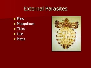Cattle-Parasites.ppt