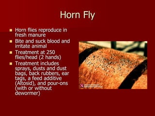 Cattle-Parasites.ppt