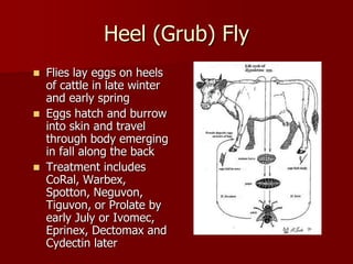 Cattle-Parasites.ppt