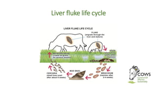 Cattle-Parasites-and-their-Control-Lecturers-PkA2015Final1.pdf