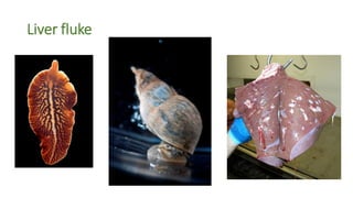 Cattle-Parasites-and-their-Control-Lecturers-PkA2015Final1.pdf