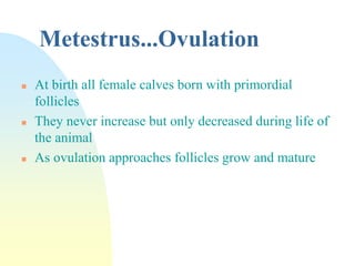 Estrus Cycle In Buffaloes | PPTX