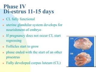 Estrus Cycle In Buffaloes | PPTX