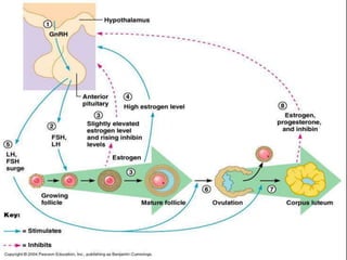 Estrus Cycle In Buffaloes | PPTX