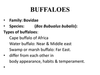 Cattle and buffalo Breeds | PDF