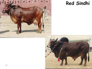 Cattle and buffalo Breeds | PDF