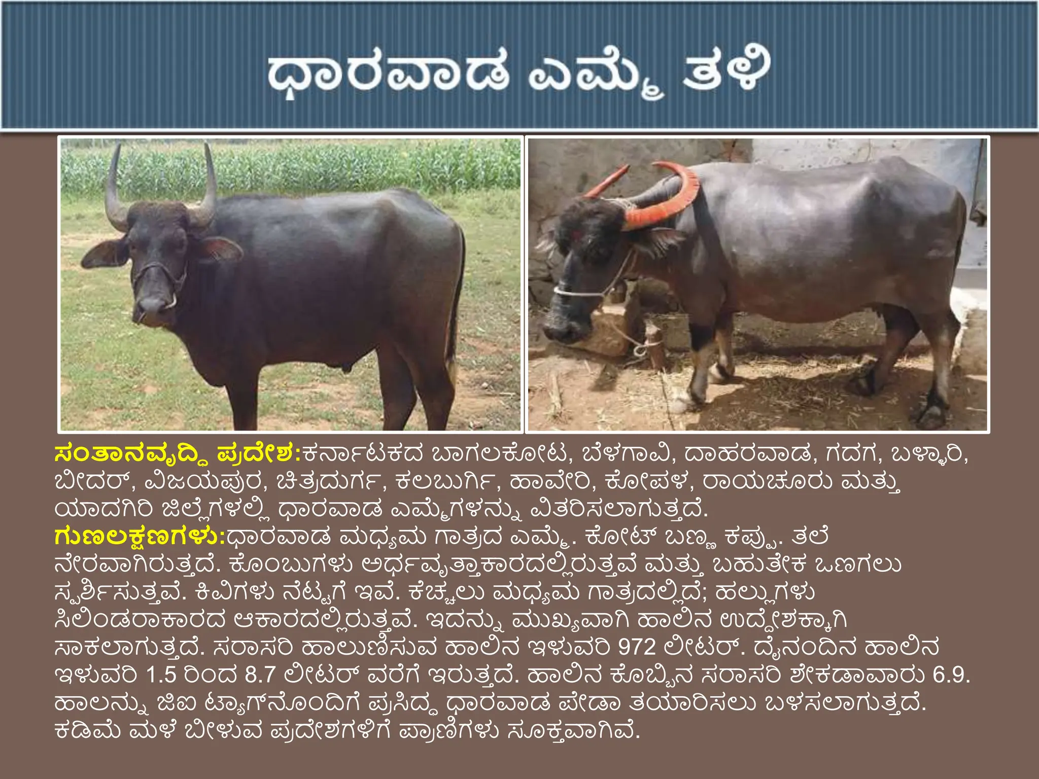 cattle and buffalo breeds of karnataka.pptx
