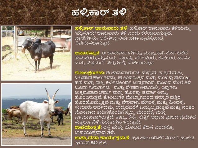 cattle and buffalo breeds of karnataka.pptx