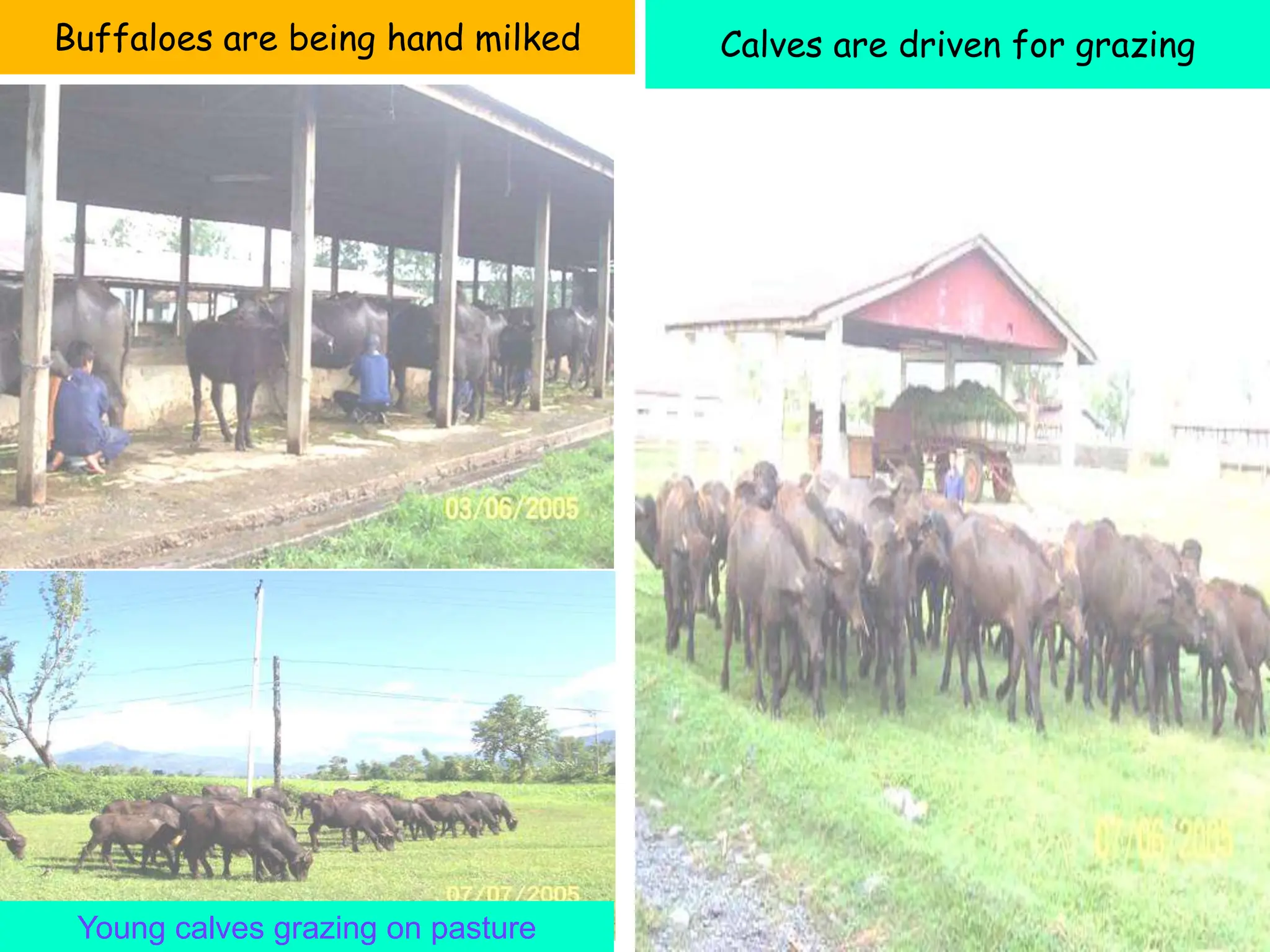 cattle and buffalo shed manbnz xagement.ppt