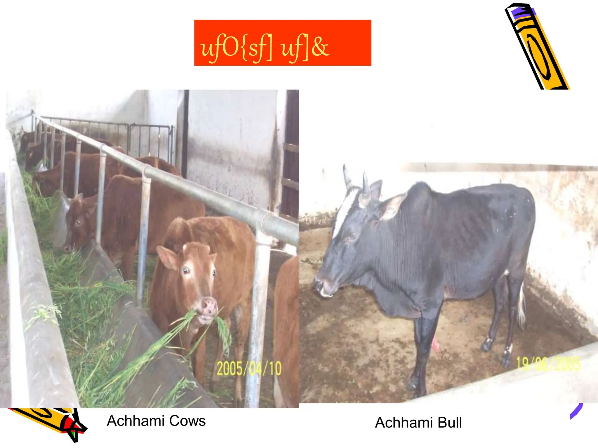 cattle and buffalo shed manbnz xagement.ppt