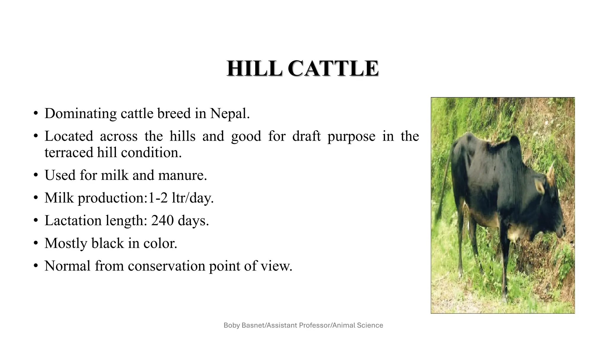 Indigenous and Exotic Breed of Cattle in Nepal | PDF